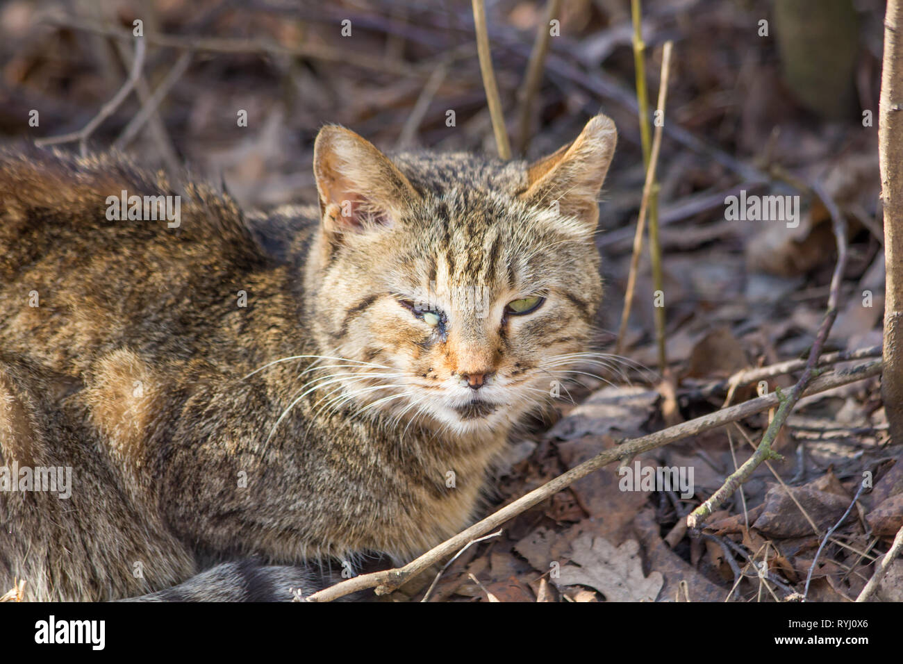 Portrait of a street cat. Stray cats. Sad animal Bold eyes. Eyes full ...