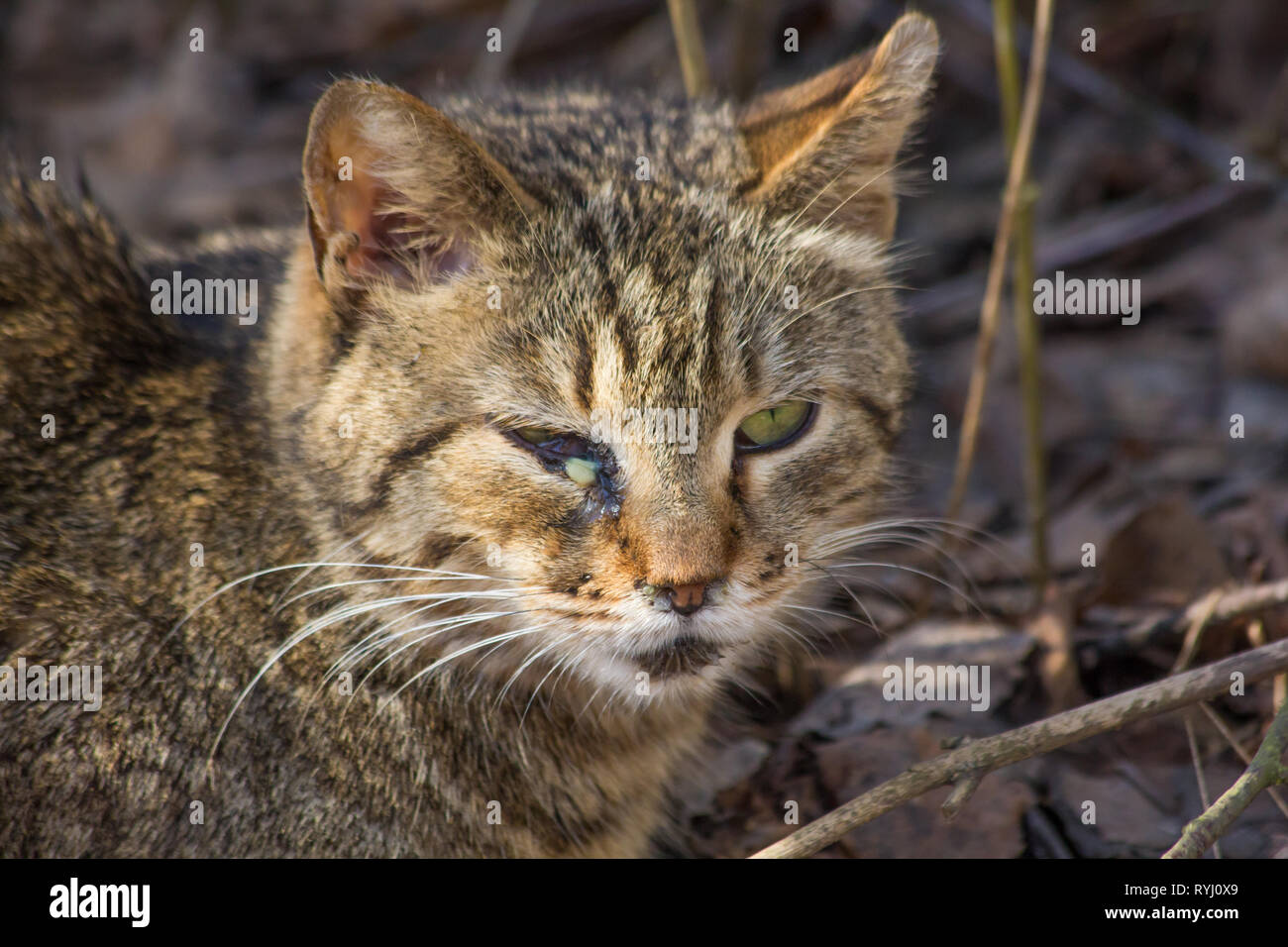 Portrait of a street cat. Stray cats. Sad animal Bold eyes. Eyes full ...