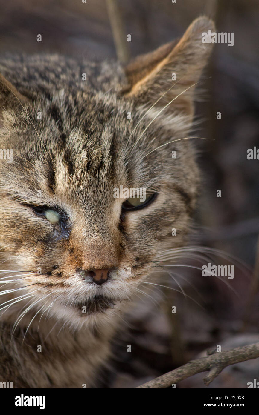 Portrait of a street cat. Stray cats. Sad animal Bold eyes. Eyes full ...