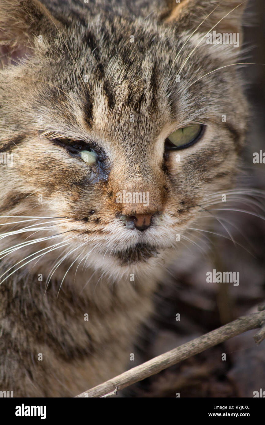 Portrait of a street cat. Stray cats. Sad animal Bold eyes. Eyes full ...