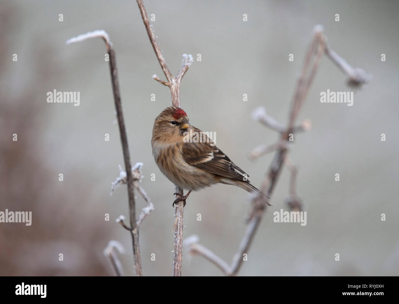 Lesser Redpoll, Carduelis flammea, single adult perched on vegetation ...