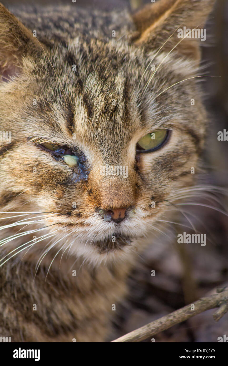 Portrait of a street cat. Stray cats. Sad animal Bold eyes. Eyes full ...