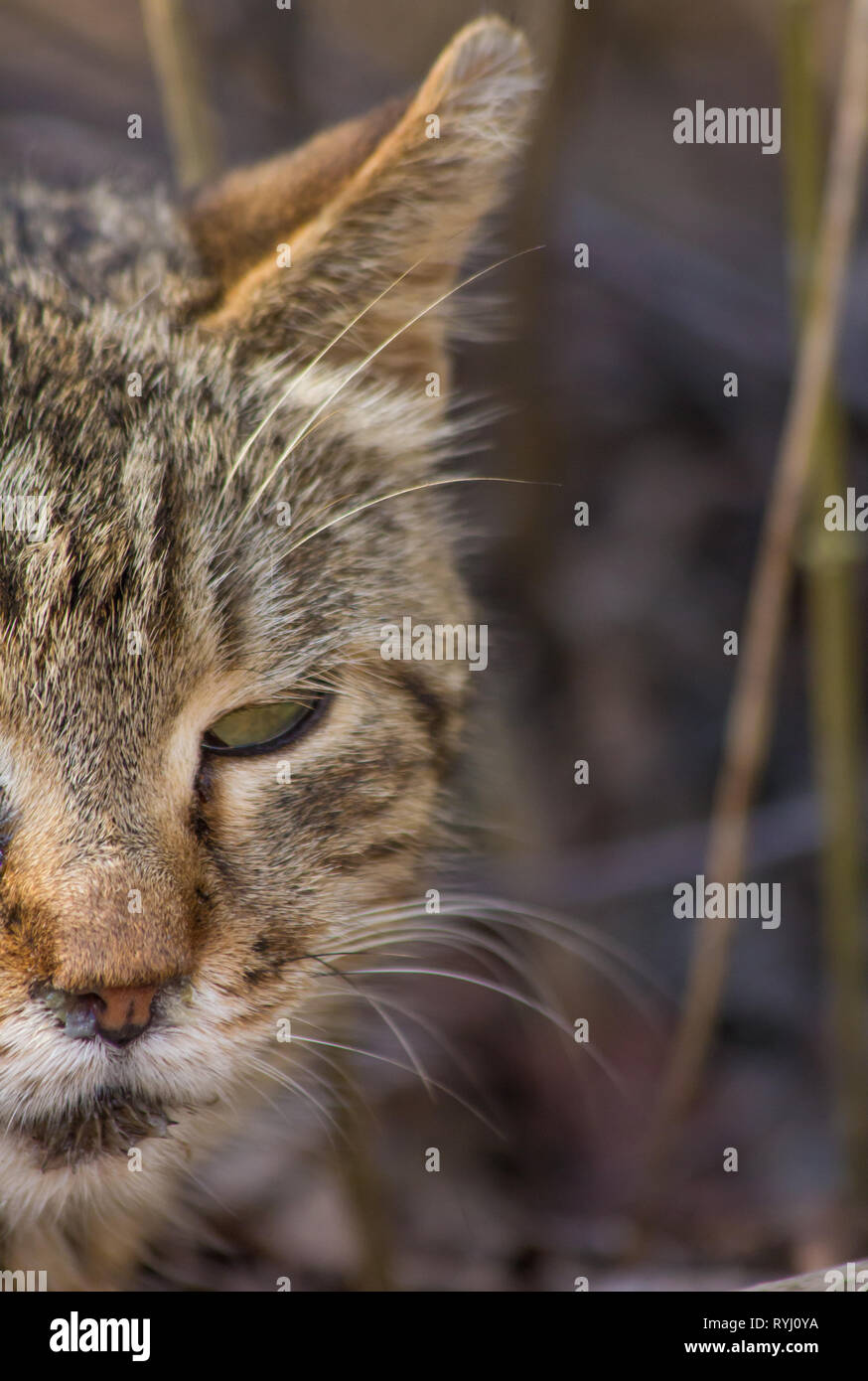 Portrait of a street cat. Stray cats. Sad animal Bold eyes. Eyes full ...