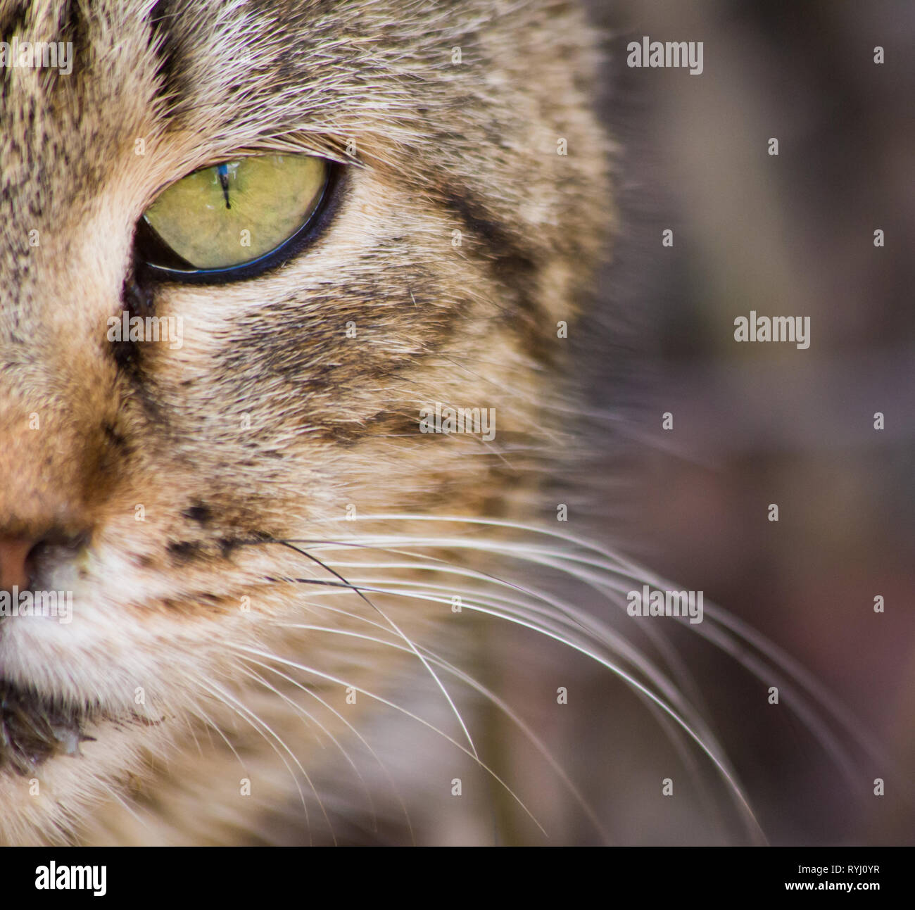 Portrait of a street cat. Stray cats. Sad animal Bold eyes. Eyes full ...