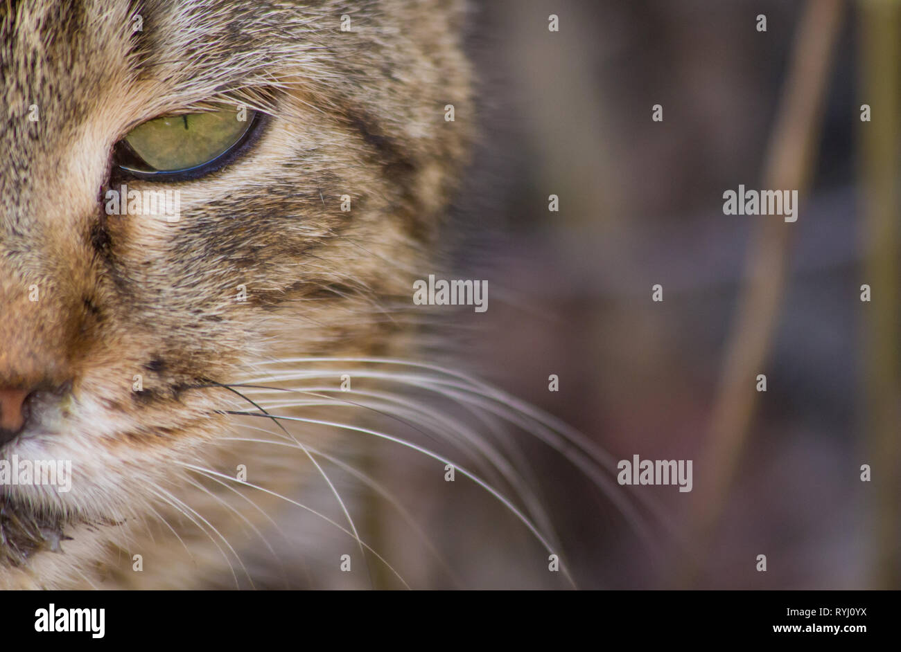 Portrait of a street cat. Stray cats. Sad animal Bold eyes. Eyes full ...