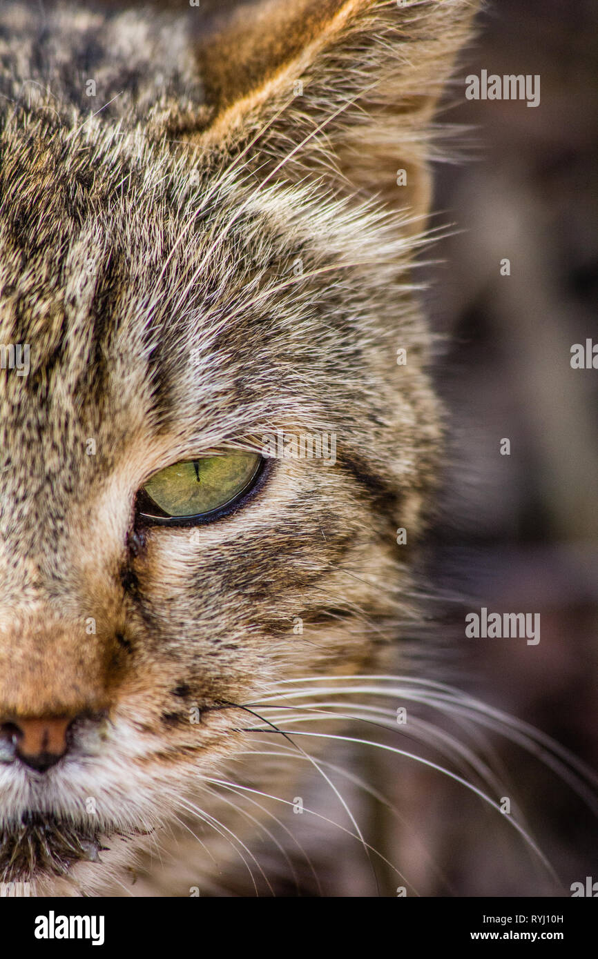 Portrait of a street cat. Stray cats. Sad animal Bold eyes. Eyes full ...