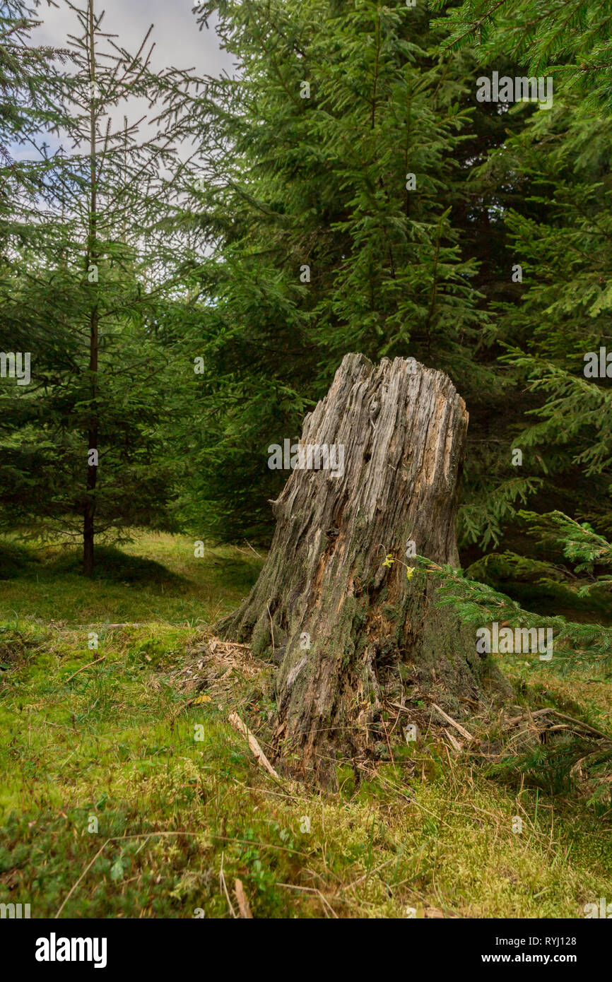 Natural wood cutted trunk Stock Photo - Alamy