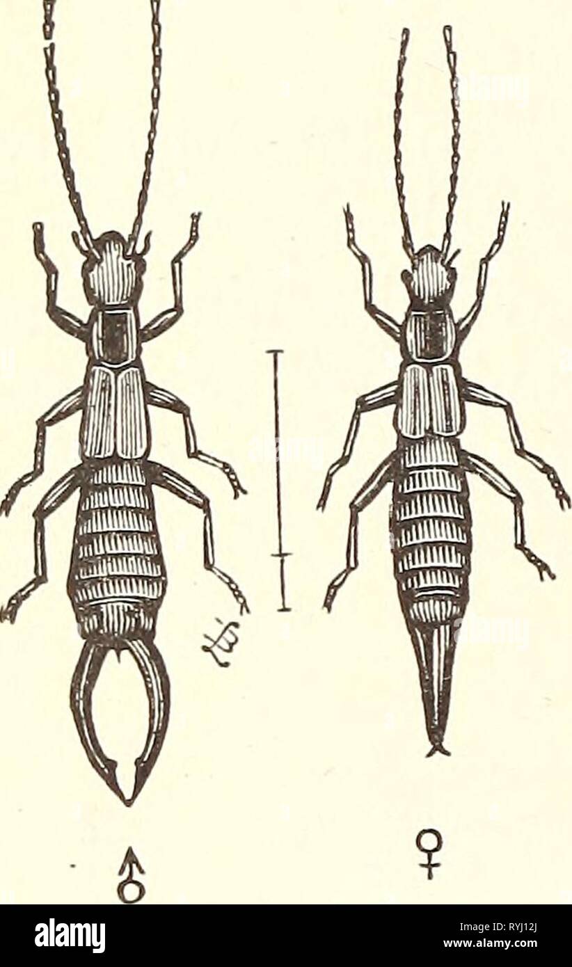 Croton bug hi-res stock photography and images - Alamy