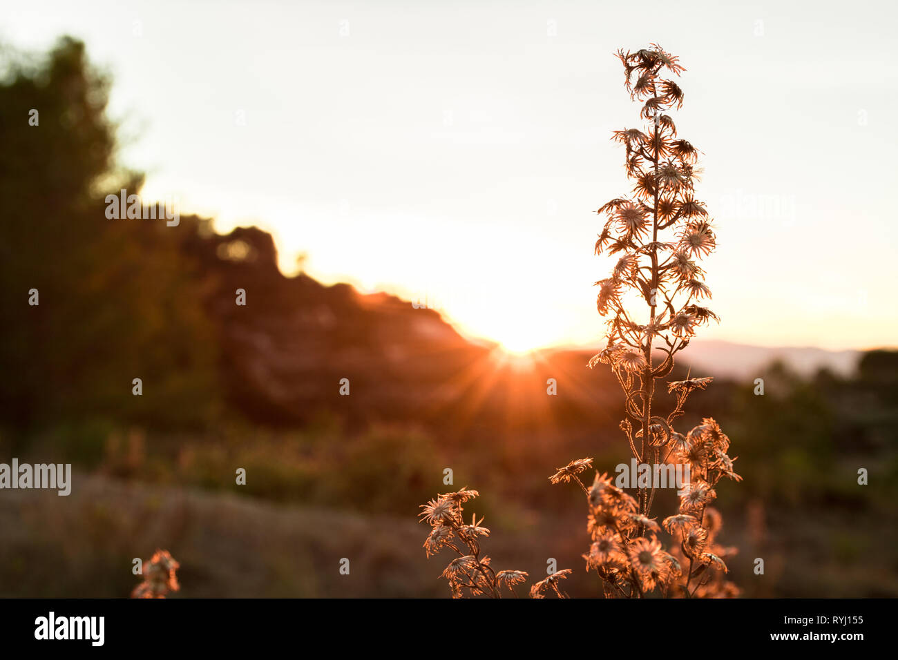 Dry arid natural plant in sunset Stock Photo - Alamy