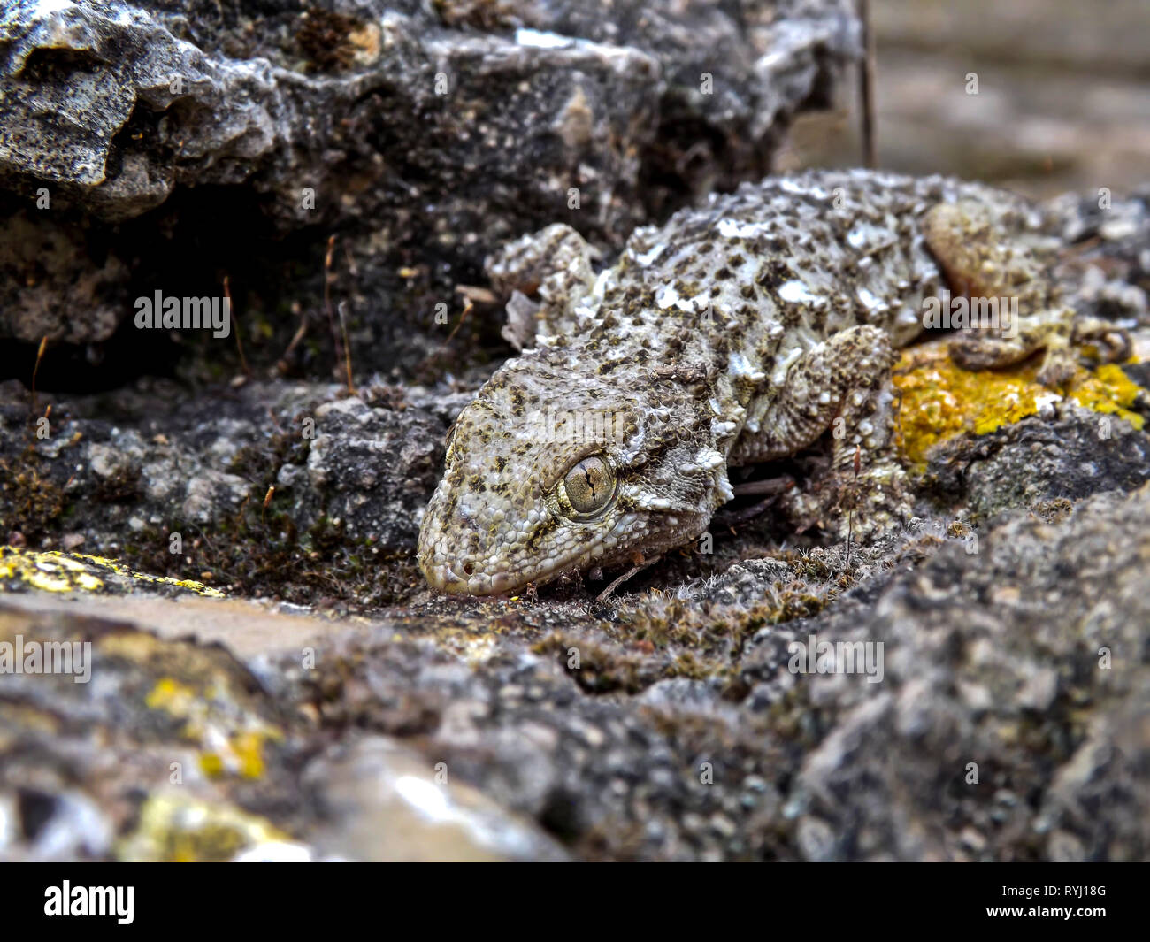 Dragon head rock hi-res stock photography and images - Alamy
