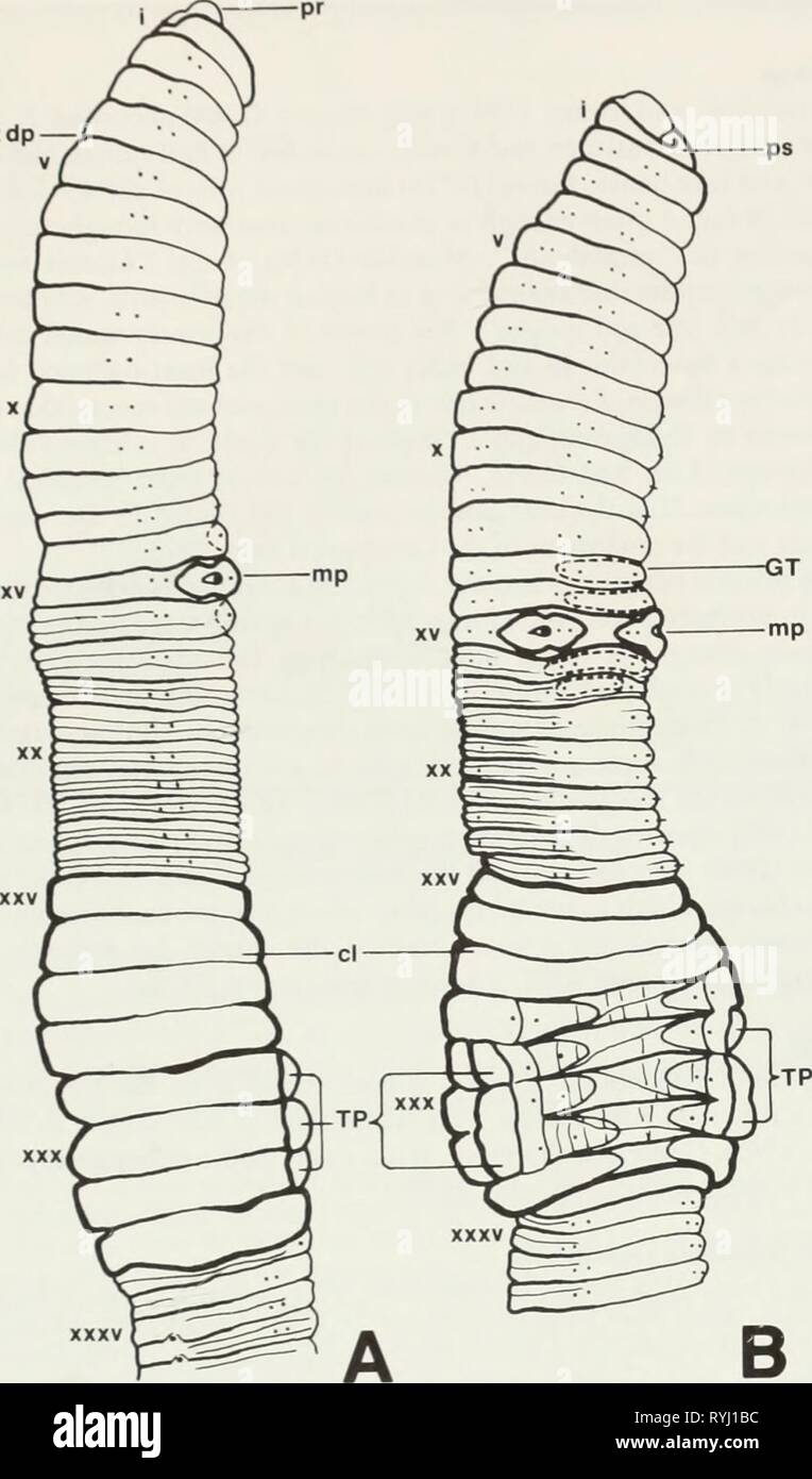 The earthworms (lumbricidae and sparganophilidae Stock Photo - Alamy