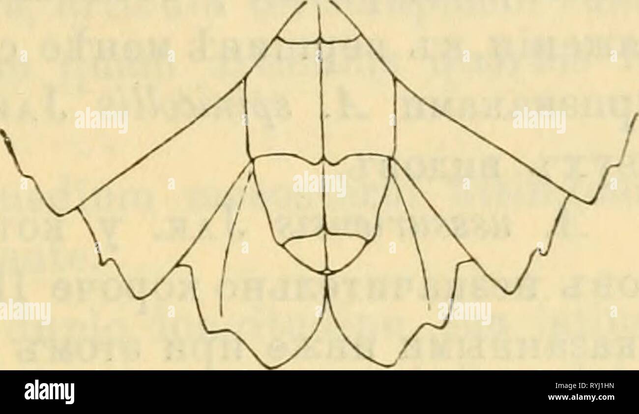 Dysodiidae i Aradidae (1913 Stock Photo - Alamy