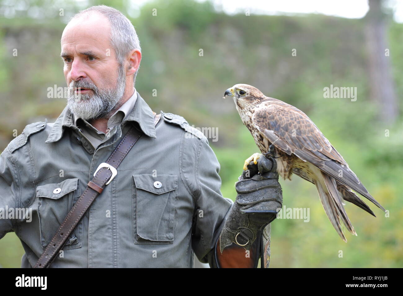 Falkner und Falke im Falken Hof Harz ,Burg und Festung Regenstein ...