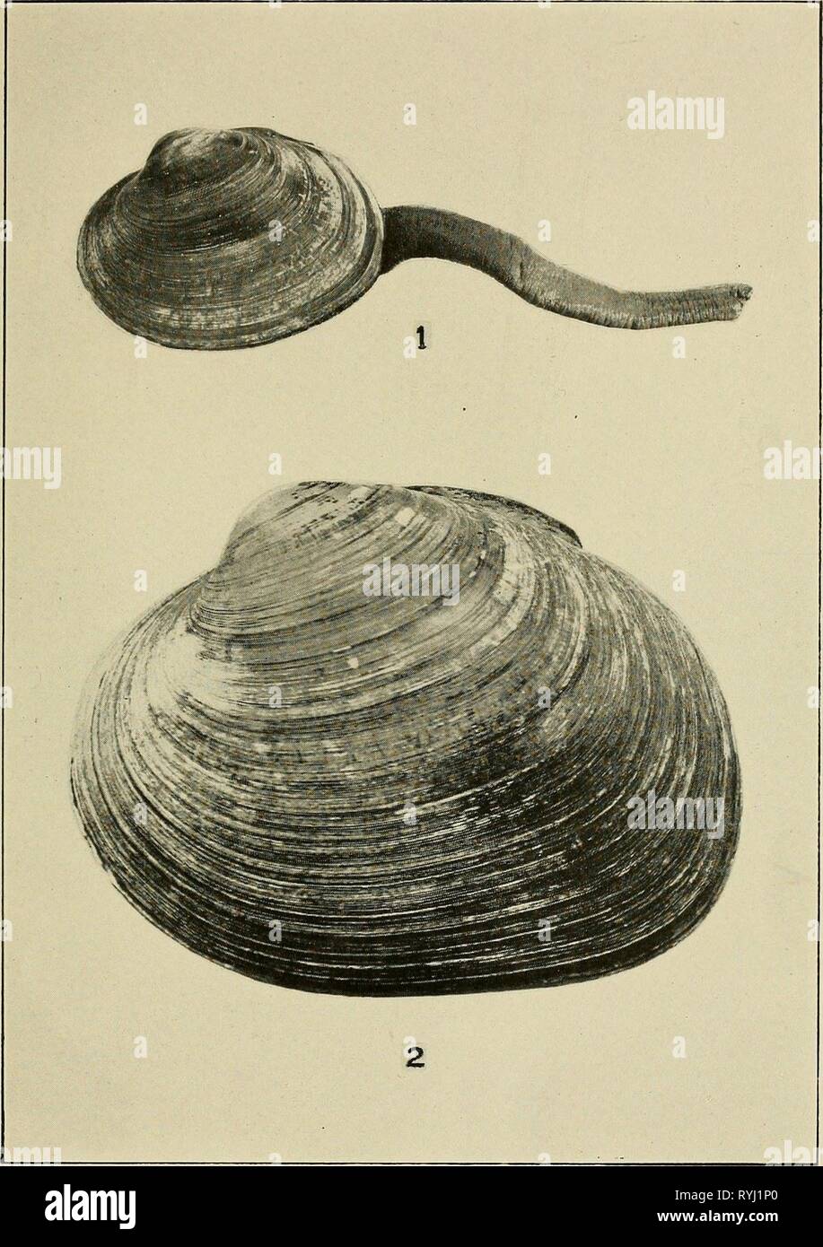 The edible clams, mussels and Stock Photo - Alamy