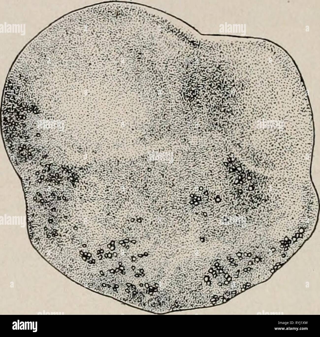 Bladder worm hi-res stock photography and images - Alamy