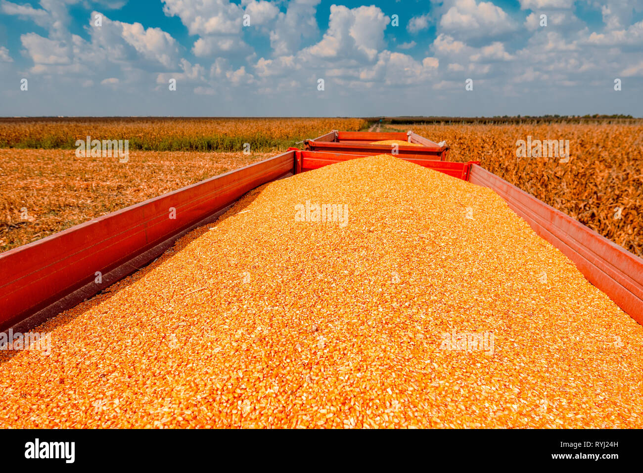 Agricultural tractor trailer loaded with harvested corn kernels ready ...