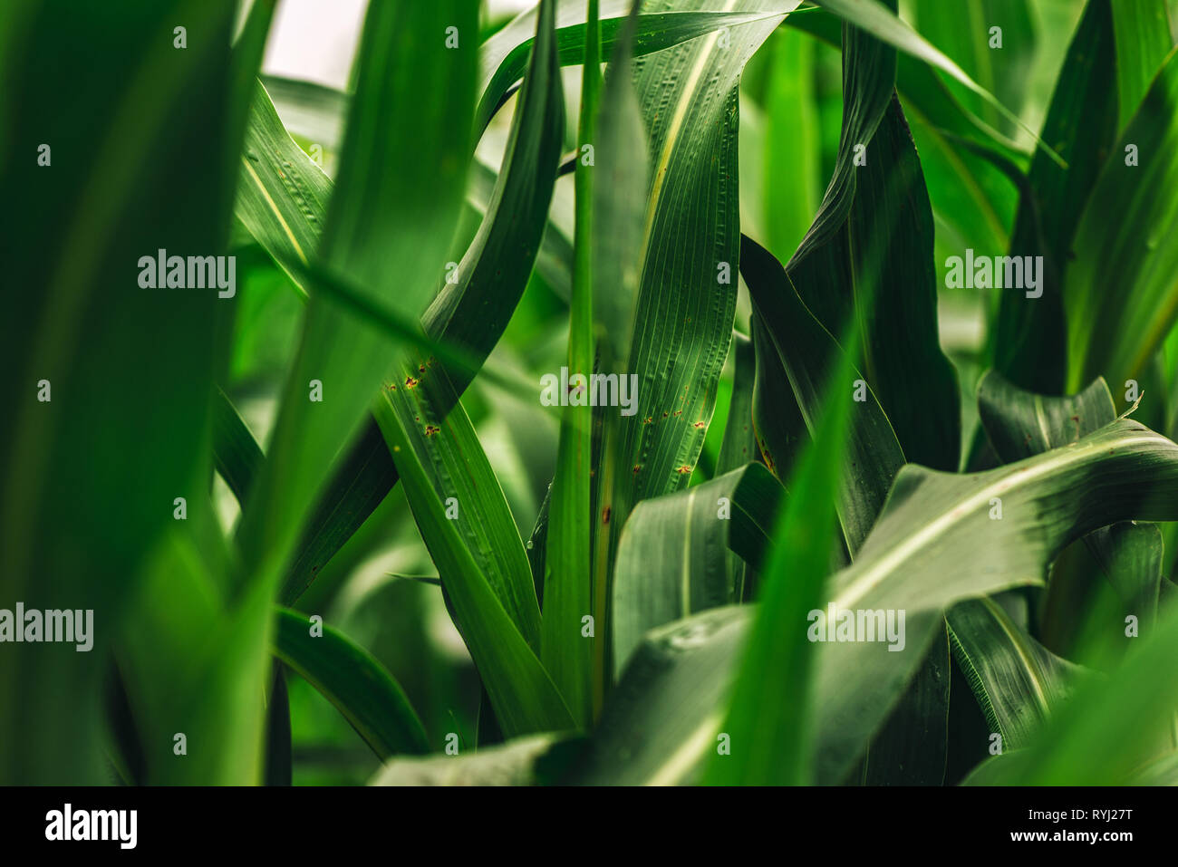 Sorghum millet field grown as fodder for livestock, detail from ...