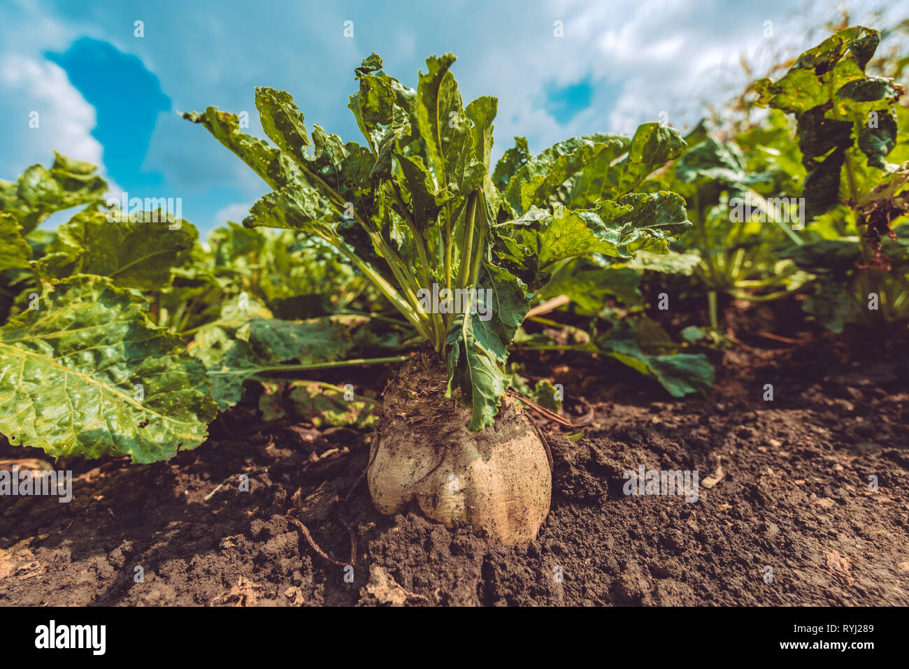 Organically grown sugar beet root crop in the ground Stock Photo - Alamy