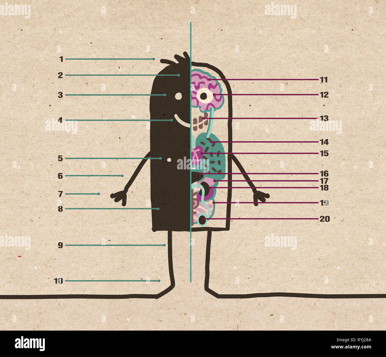 Cartoon anatomy hi-res stock photography and images - Alamy