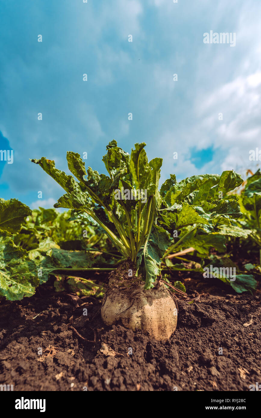 Organically grown sugar beet root crop in the ground Stock Photo - Alamy
