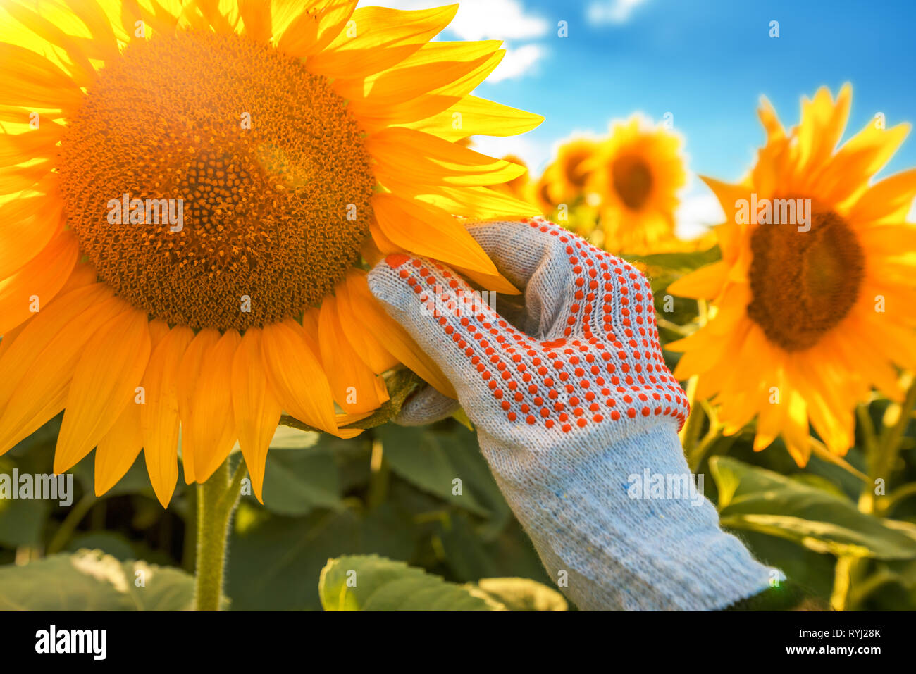 Sunflower crop protection, farmer examining flower head in cultivated ...