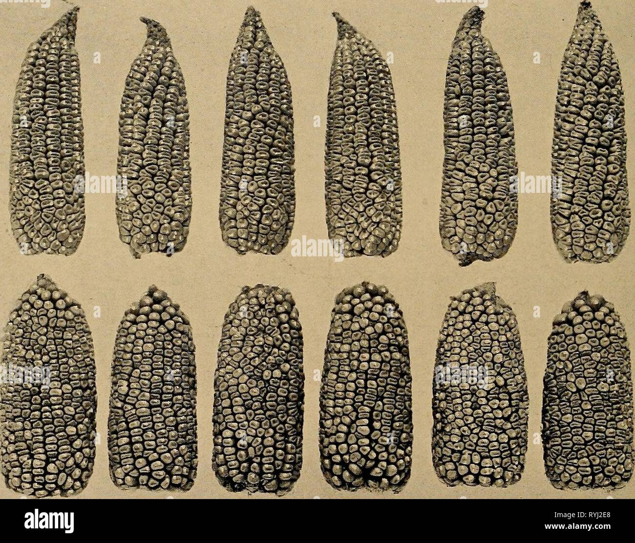 The effects of inbreeding and Stock Photo - Alamy