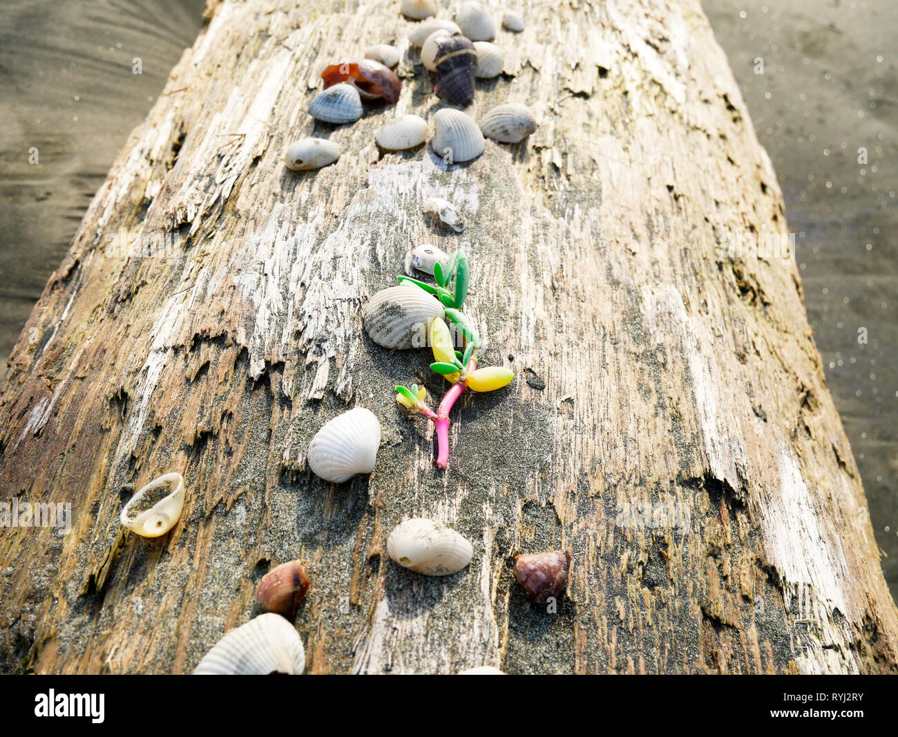 Very old shells hi-res stock photography and images - Alamy