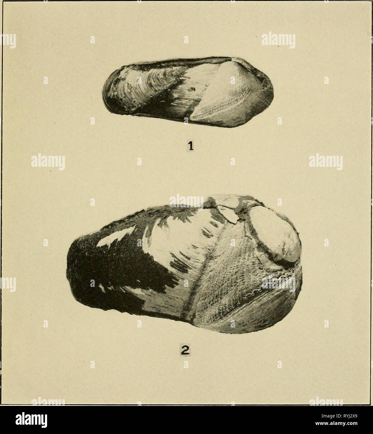The edible clams, mussels and Stock Photo - Alamy