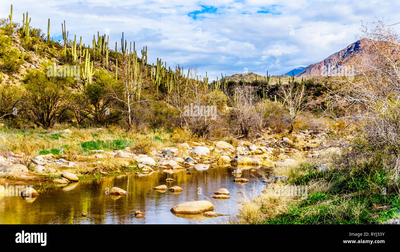 Arizona sycamore hi-res stock photography and images - Alamy