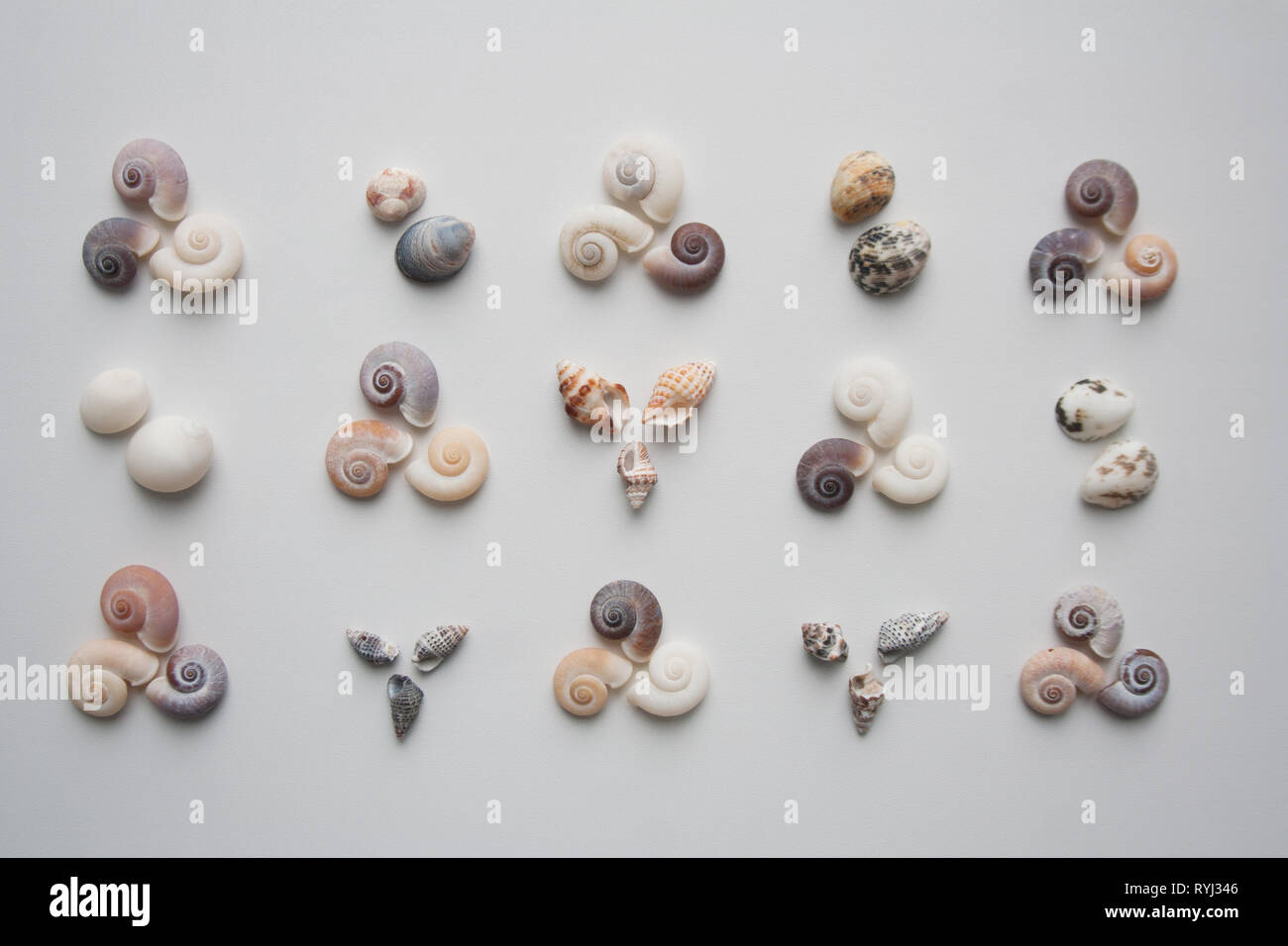 Purple clam shells hi-res stock photography and images - Alamy