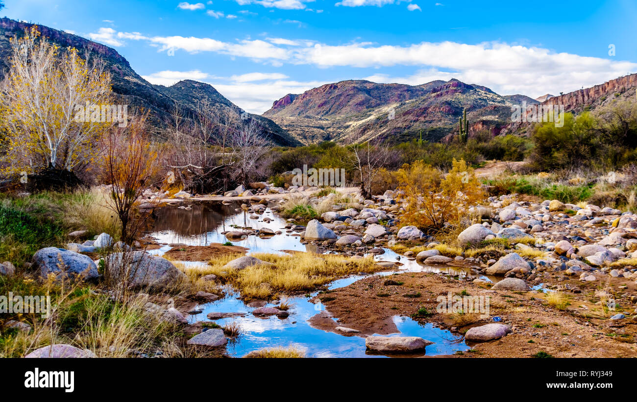Arizona sycamore hi-res stock photography and images - Alamy