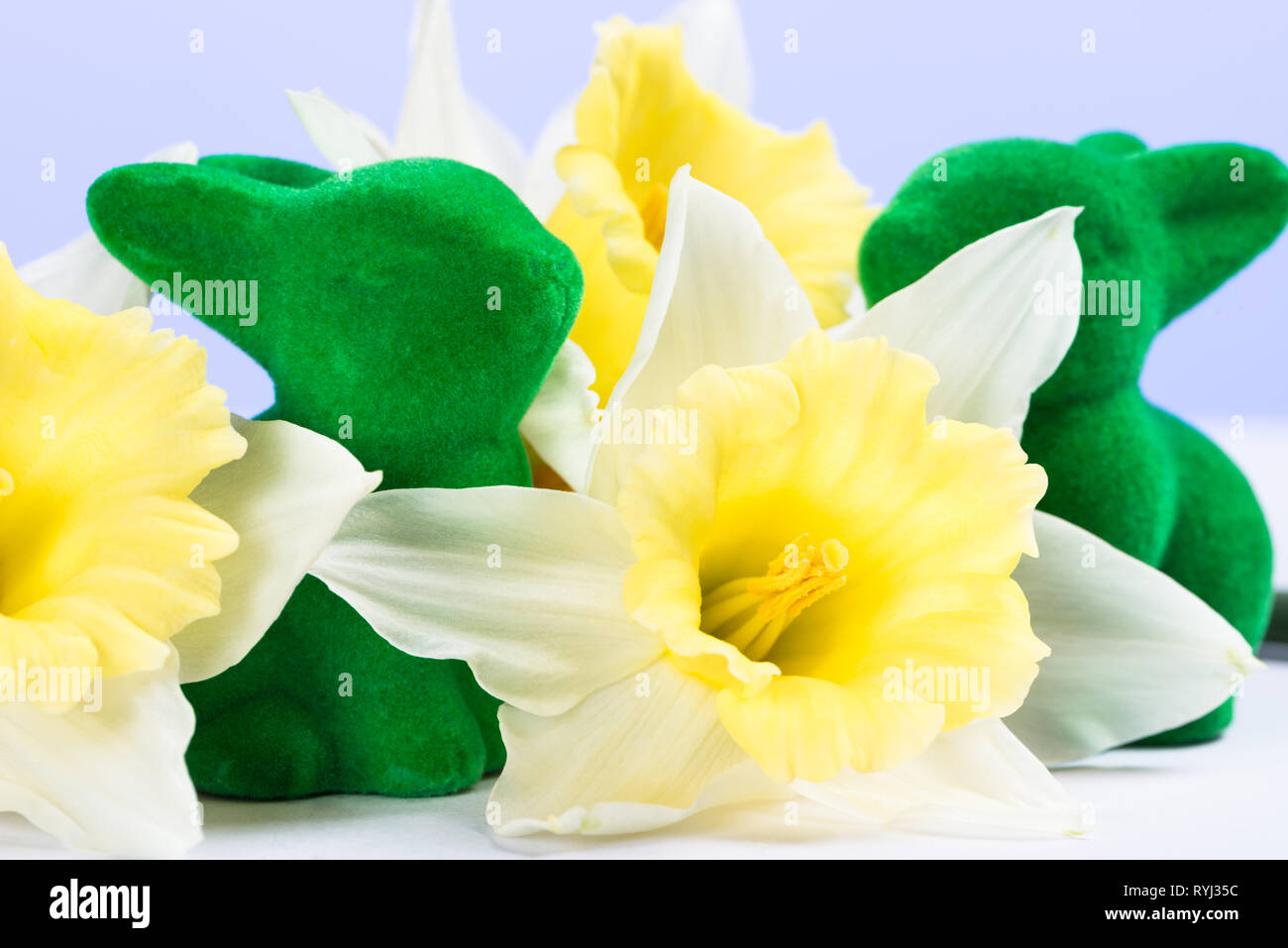Easter bunnies and daffodils Stock Photo - Alamy