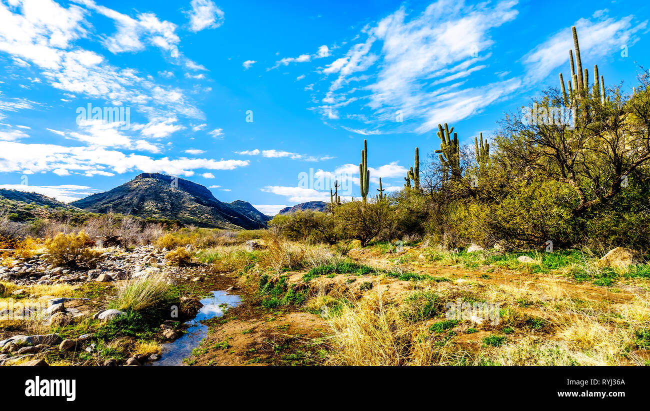 Arizona sycamore hi-res stock photography and images - Alamy