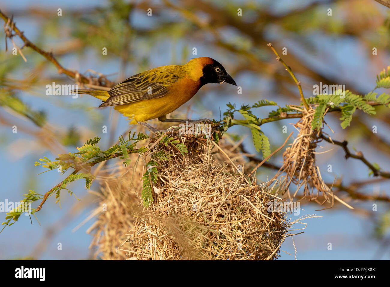 African Weaver Bird