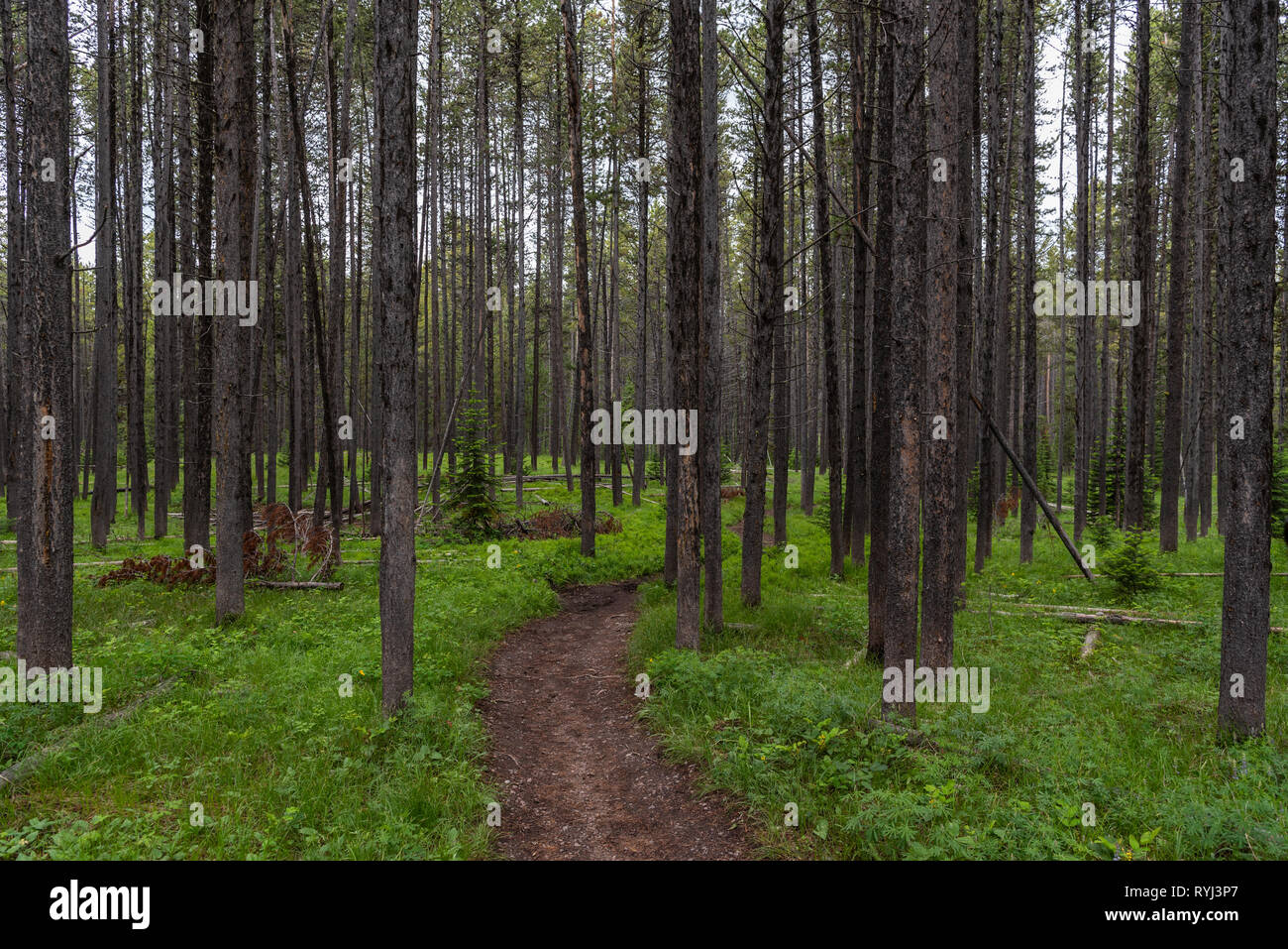 Trail Through Thick Forest with Thin Pine Trees and Summer Foliage ...