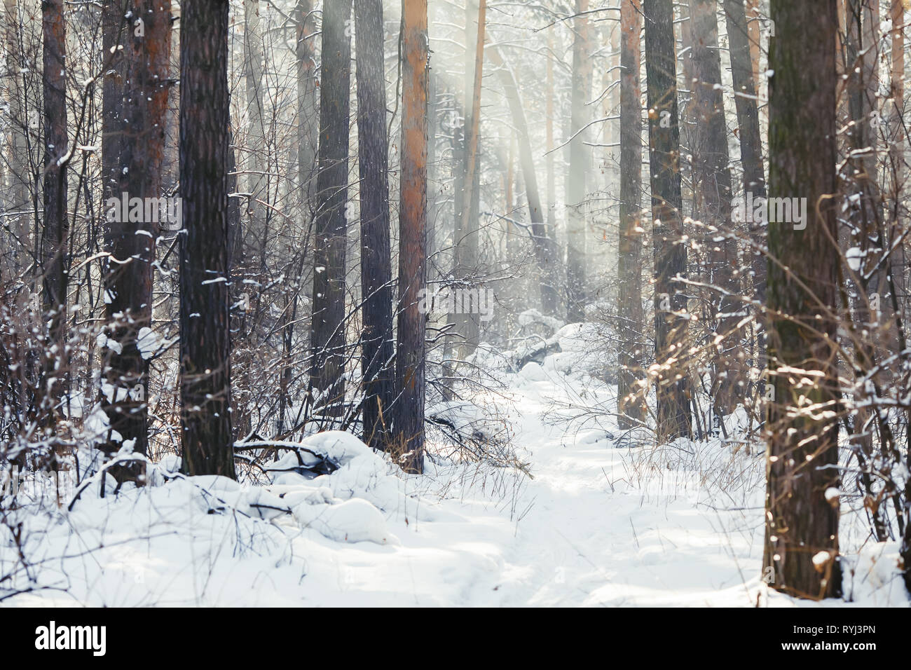 Forestry snowy trees branch in hi-res stock photography and images - Alamy