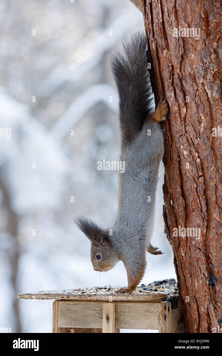 Gray squirrel hanging on tree at winter scene, snowy park or forest ...