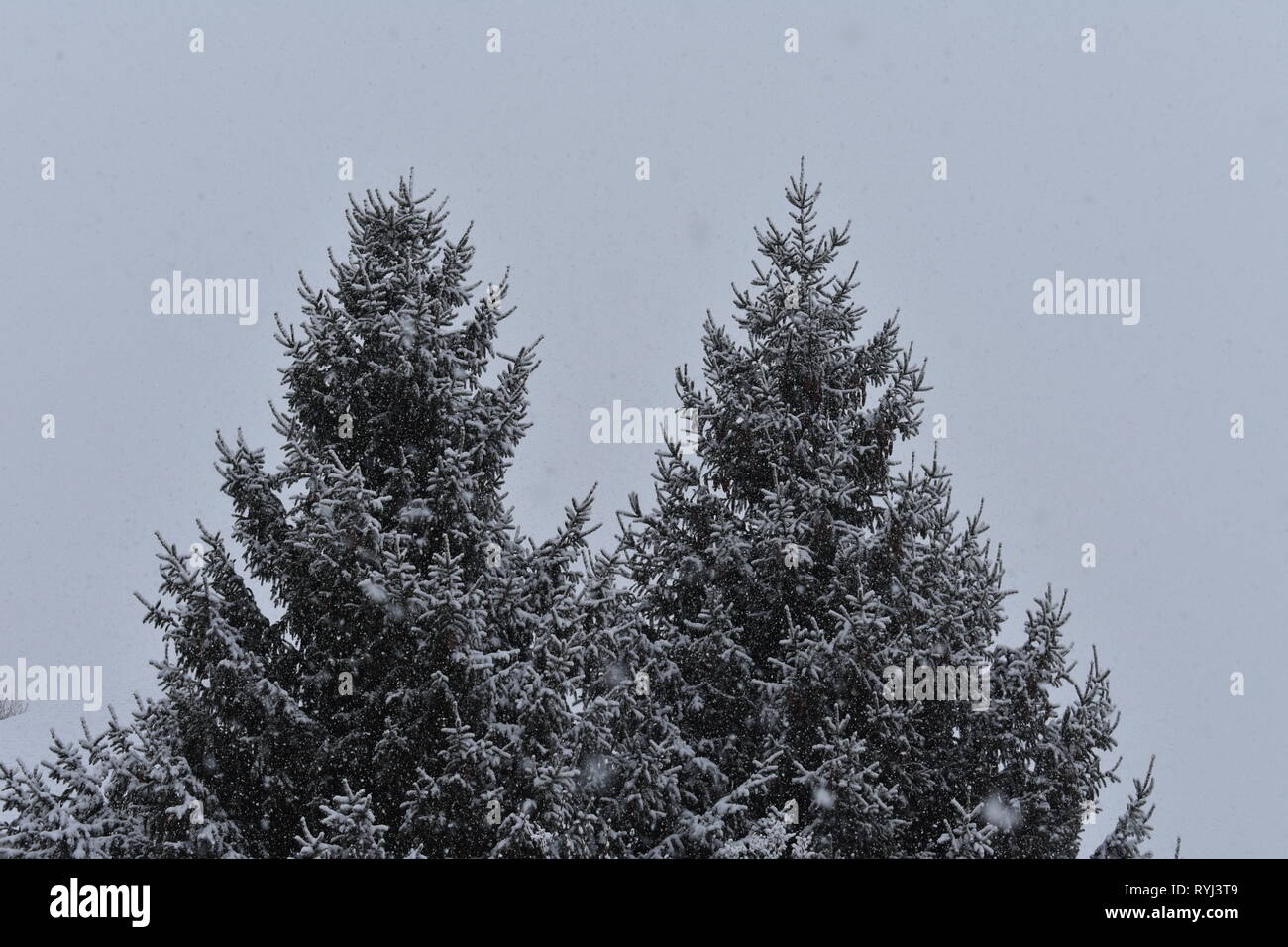 Dust covered tree hi-res stock photography and images - Alamy