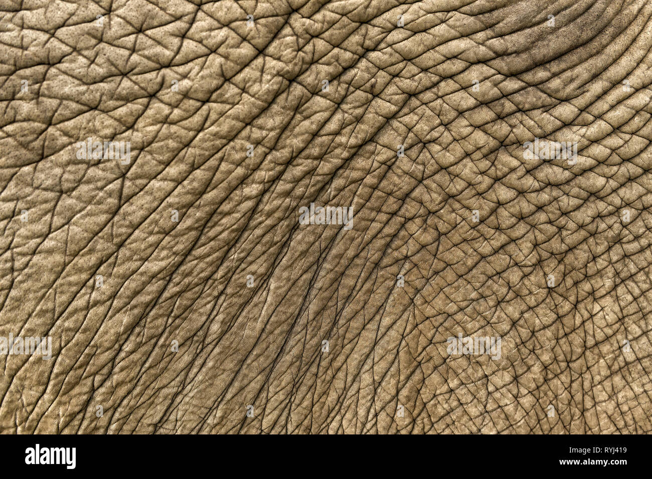 Wrinkly skin of an Asian elephant Stock Photo - Alamy