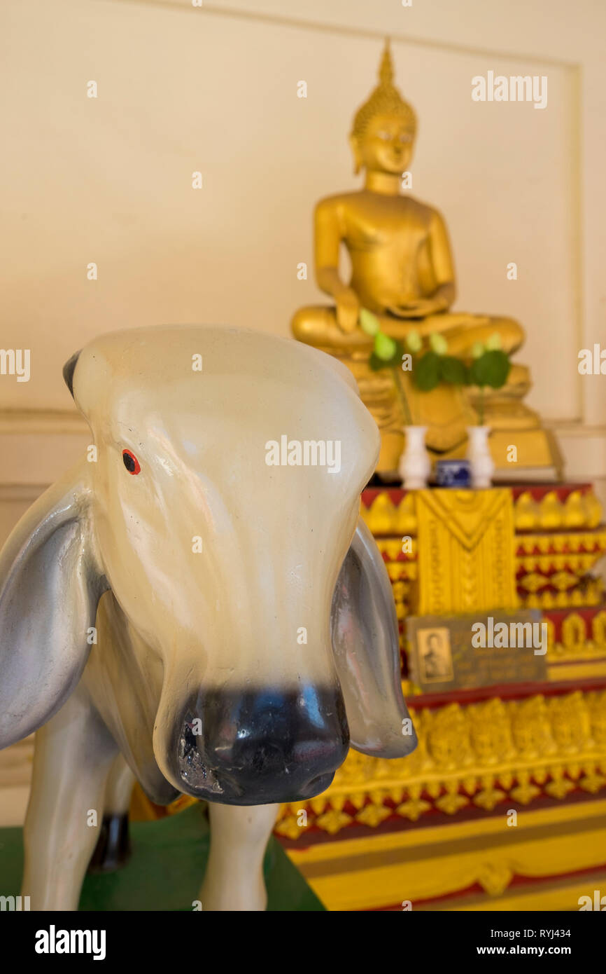 A white cow, one of the devotional prayer animals at Wat Klang in Khon ...