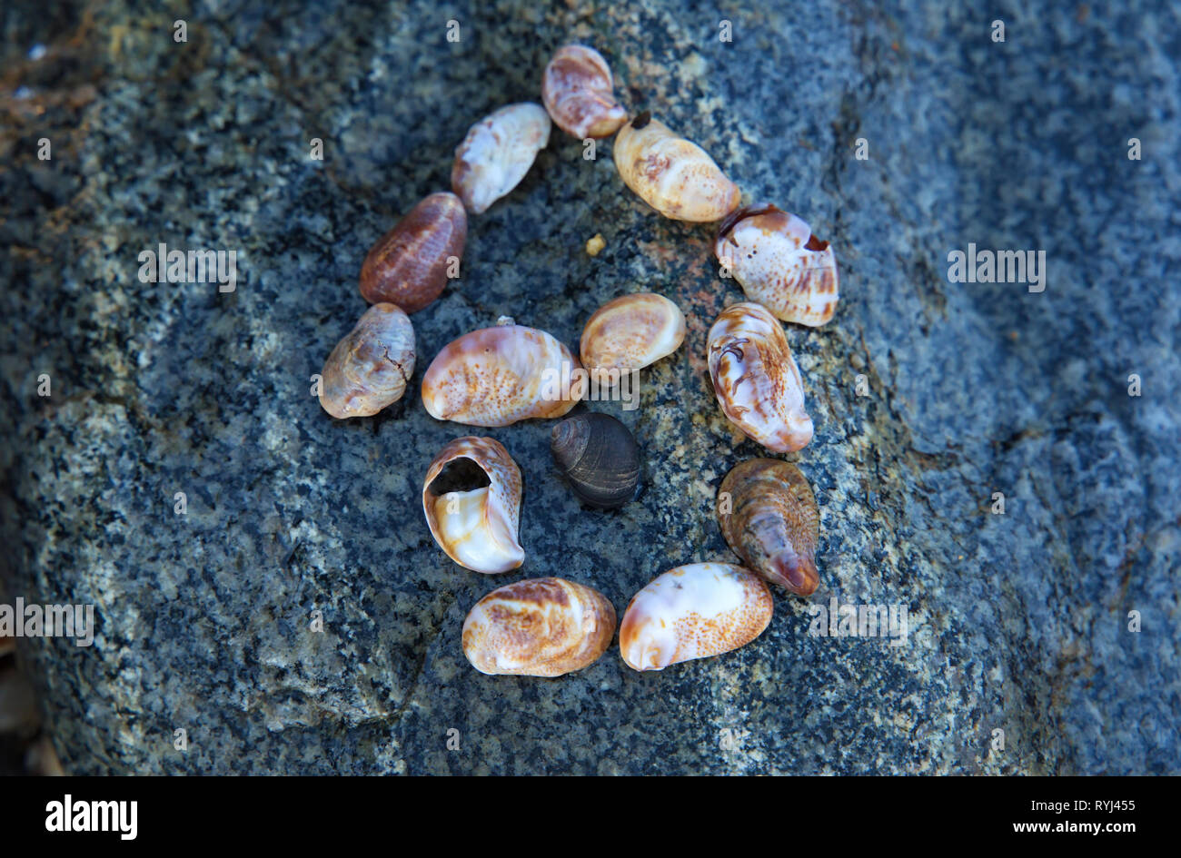 Representation of a snail at his home. There`s no place like two homes ...