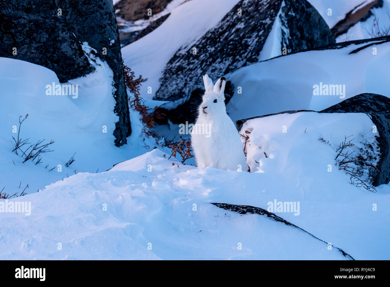 Arctic hare cute hi-res stock photography and images - Alamy