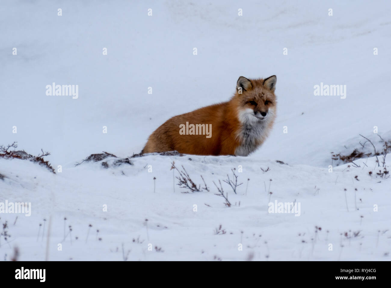 Red Fox in the snow Stock Photo - Alamy