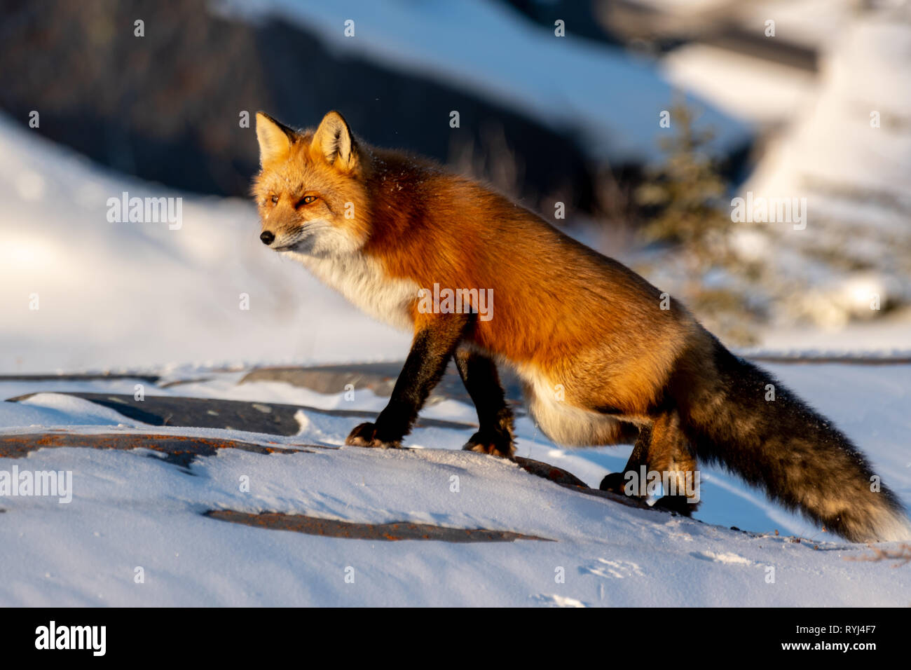 Red Fox lying in the snow Stock Photo - Alamy