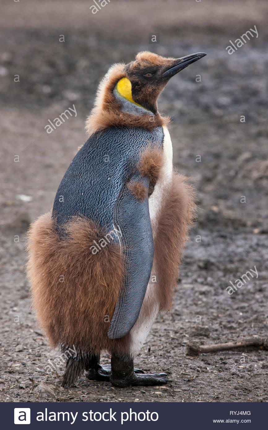 Juvenile King Penguin Stock Photos & Juvenile King Penguin Stock Images ...