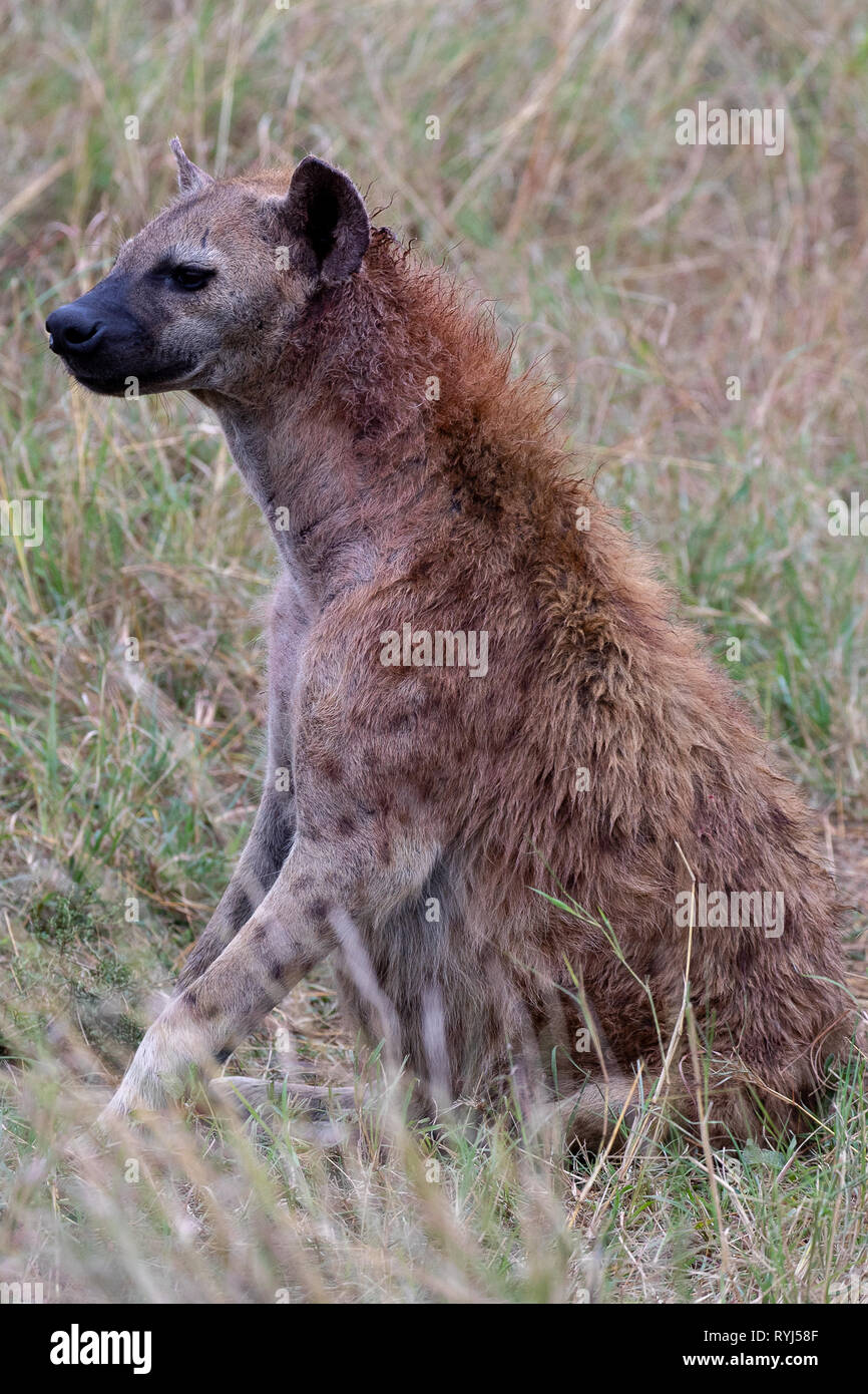 Spotted Hyena, Kenya Africa Stock Photo - Alamy
