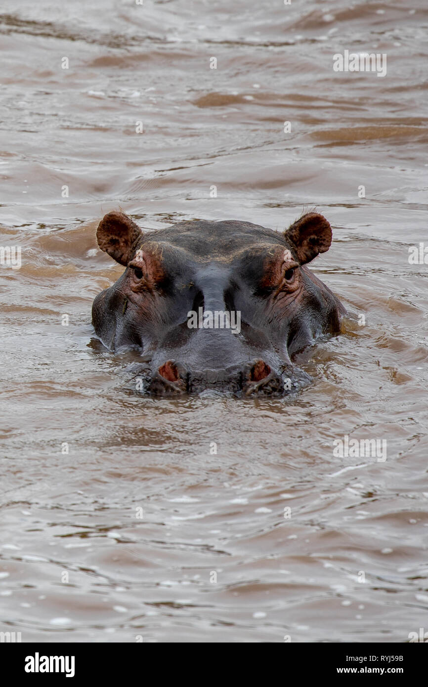 African common hippopotamus hi-res stock photography and images - Alamy