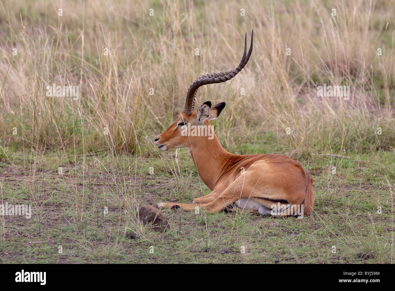 Impala, Kenya Africa Stock Photo - Alamy