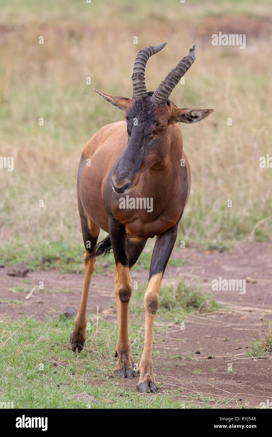 Topi topi hi-res stock photography and images - Alamy