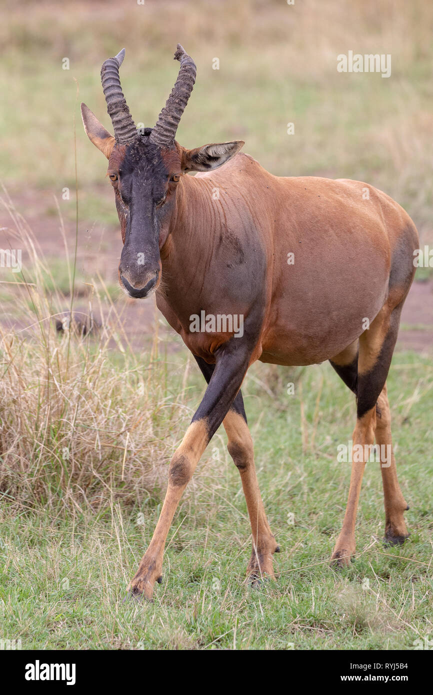 Topi Topi High Resolution Stock Photography and Images - Alamy